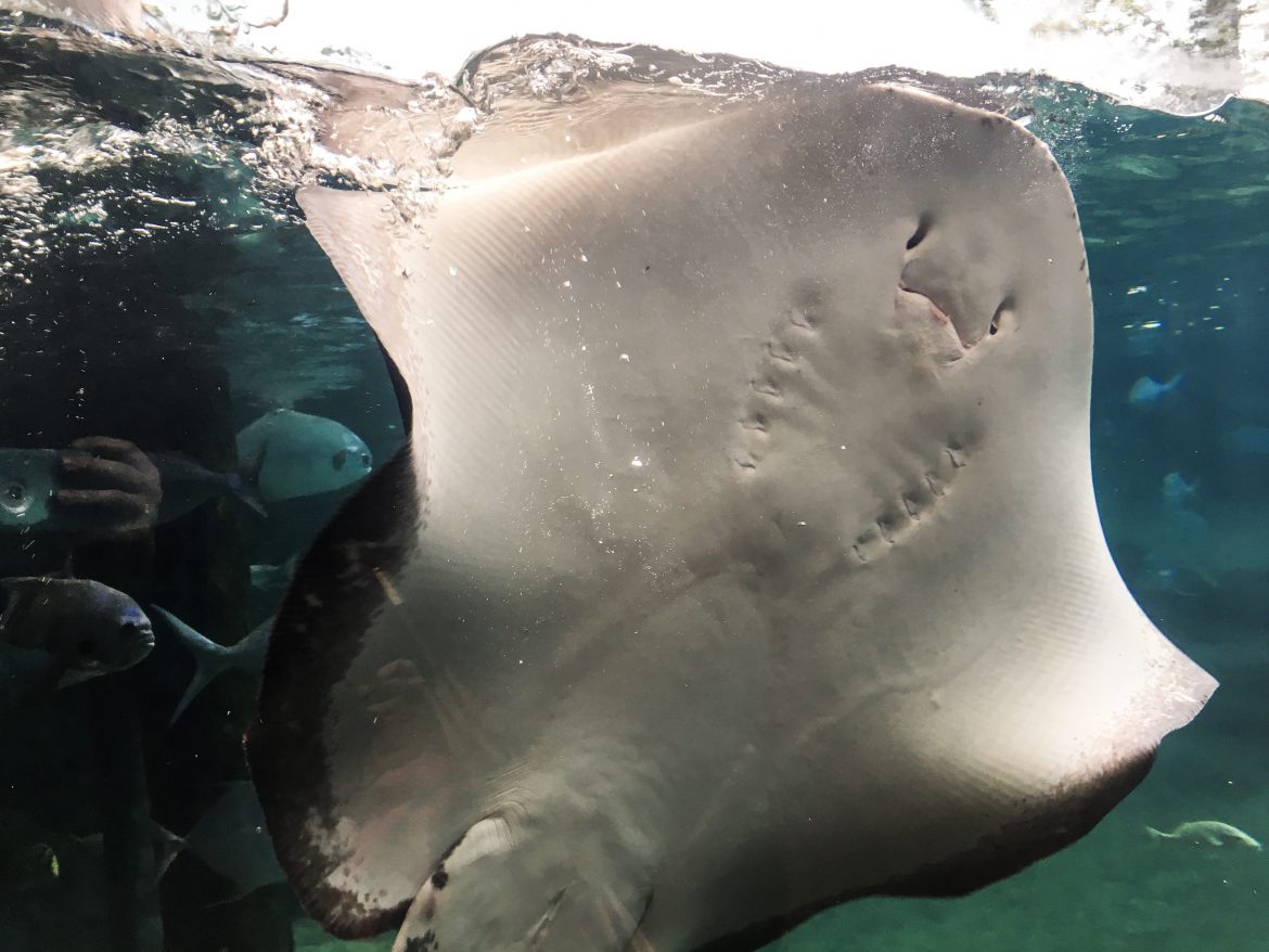 Stingrays, Ethics, and a Short History of Stingray City